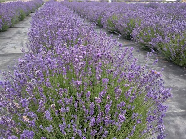 Spring Pruning | Lavender Connection