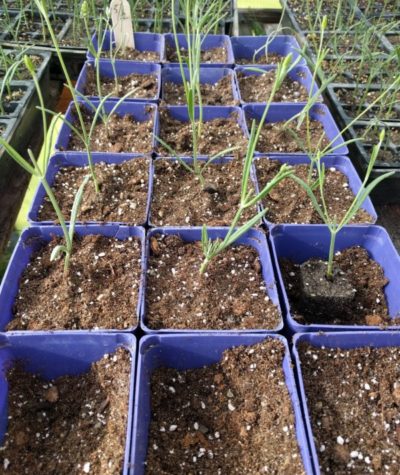 Lavender Propagation (Part 3): Care and Transplanting – Lavender Connection