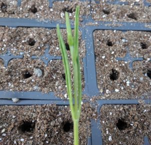 Lavender Propagation (Part 2): Cuttings - Lavender Connection
