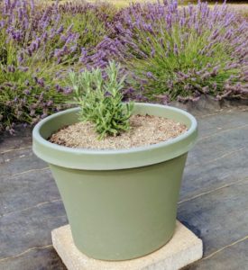 Lavender Care: When and where to plant? - Lavender Connection