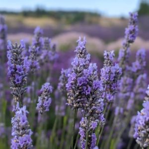 Culinary Lavender: What is culinary lavender? - Lavender Connection